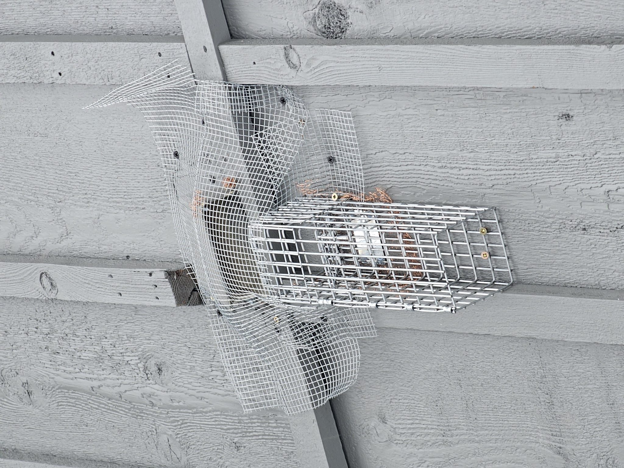 Rodent Control Alberta | Humane, Effective Service